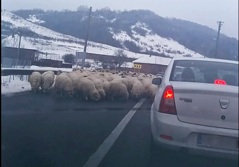 Salt-licking sheep block main road in Romania - Transylvania Now