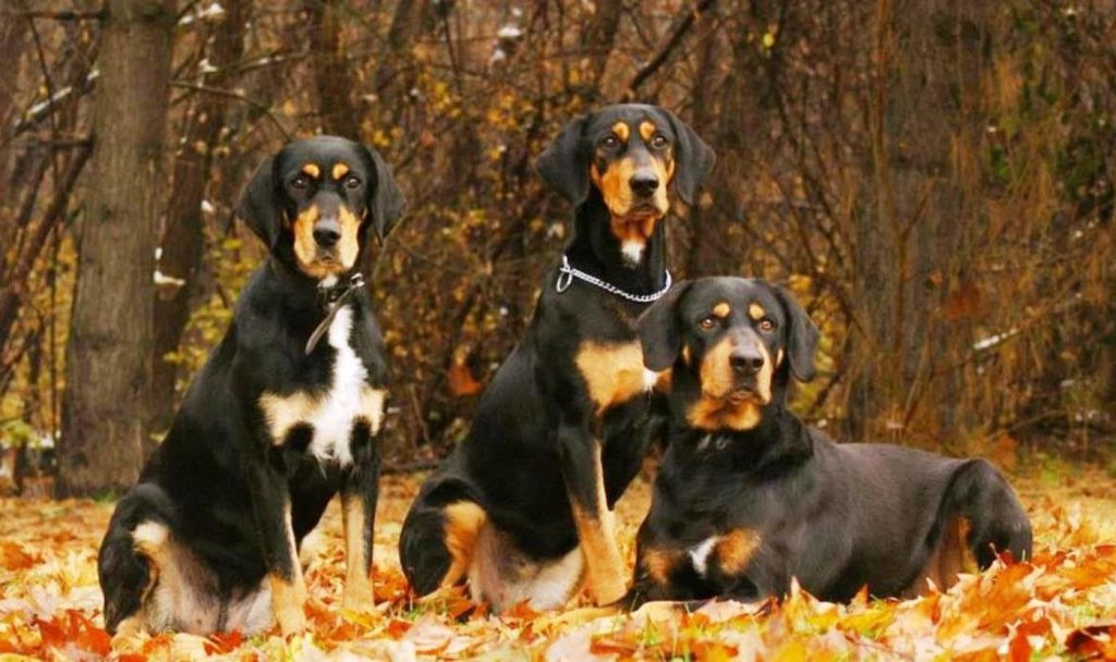 Transylvanian Hound, the most endangered Hungarian breed