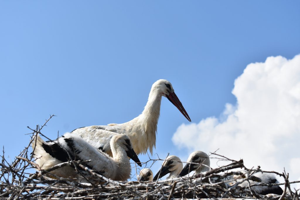 Ringing of the white storks of Transylvania - Transylvania Now