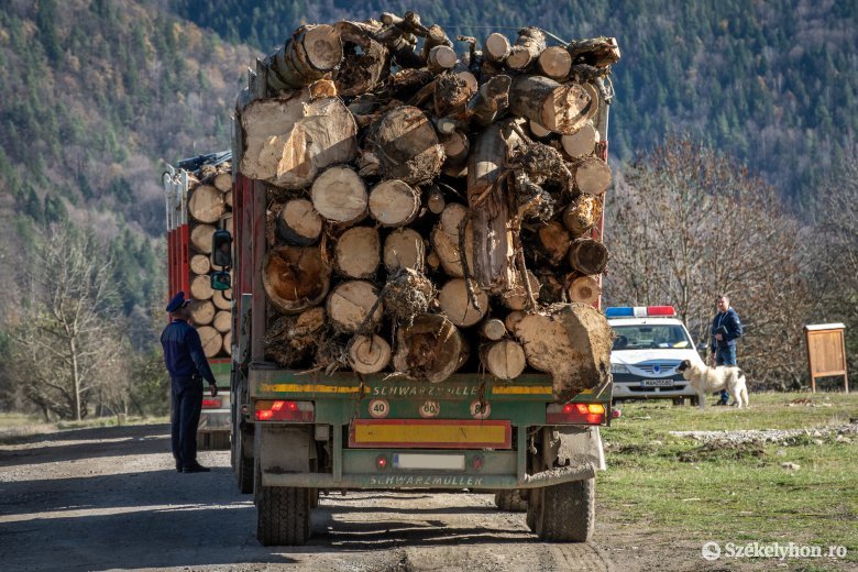 Illegal Deforestation in Romania - Transylvania Now